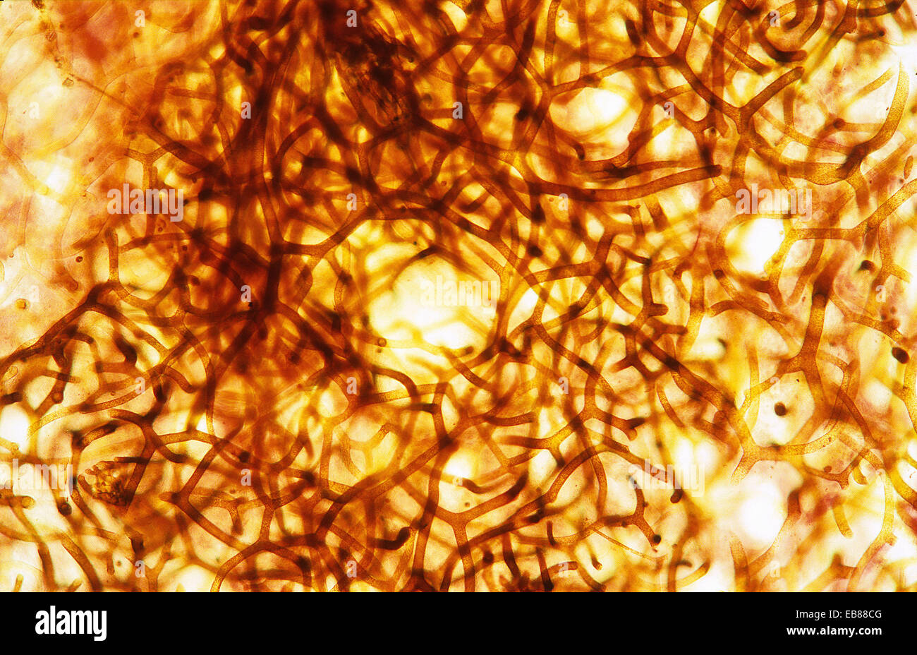 Spongin Stock Photos & Spongin Stock Images - Alamy