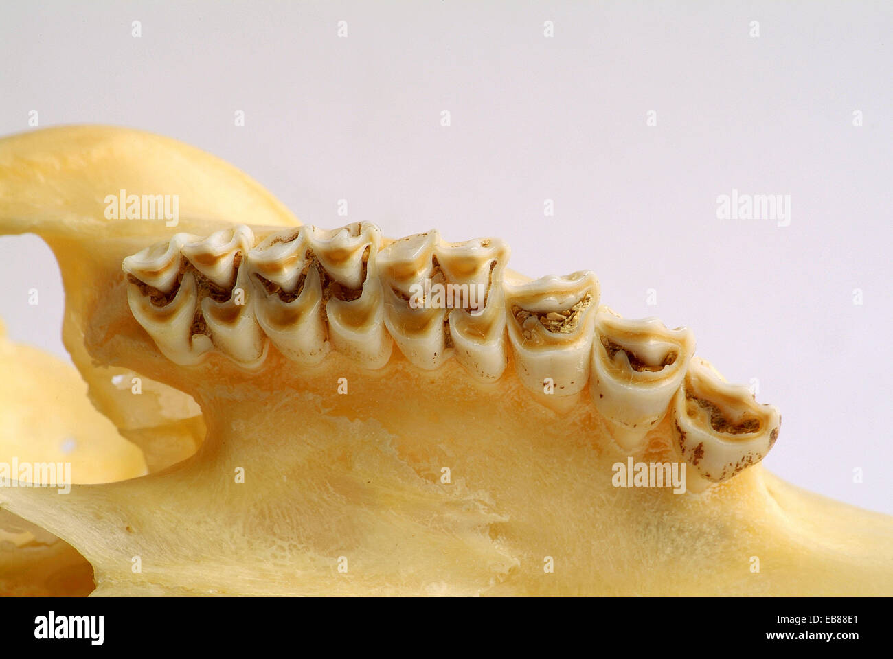 Dentition High Resolution Stock Photography and Images - Alamy