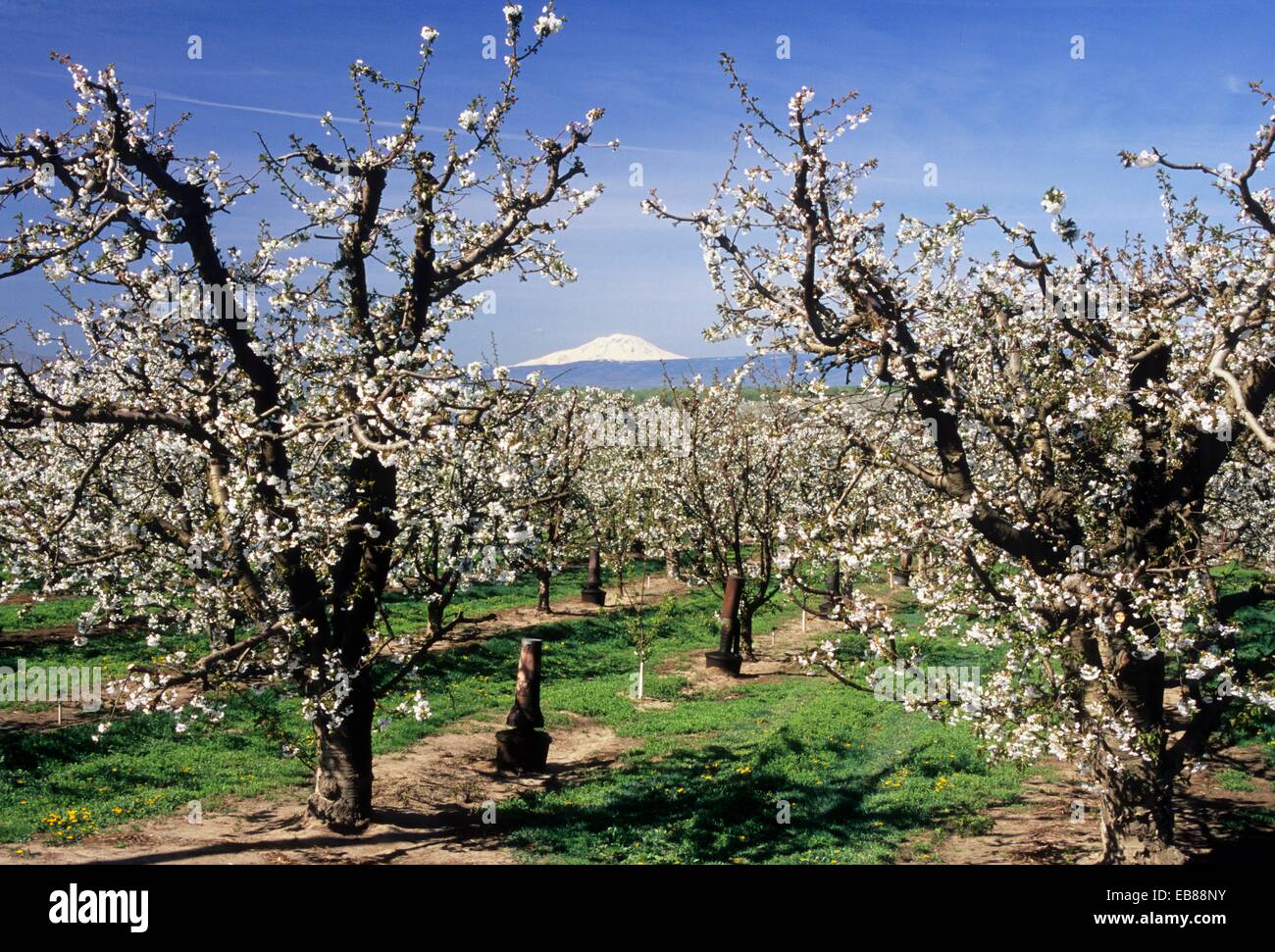 Mt Adams Yakima High Resolution Stock Photography and Images - Alamy