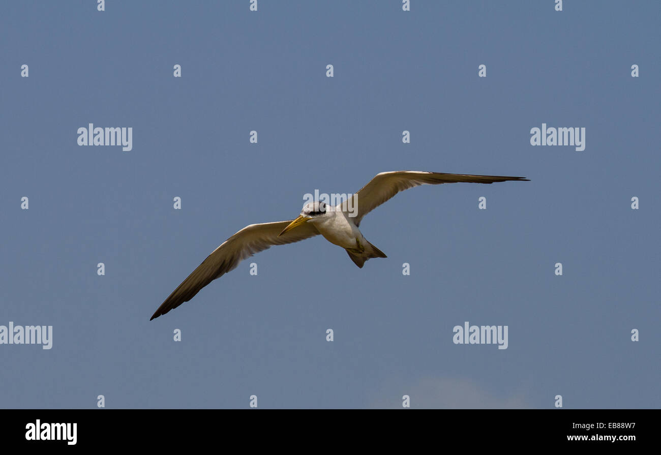 Large-billed Tern (Phaetusa simplex), Pantanal, Brazil Stock Photo - Alamy