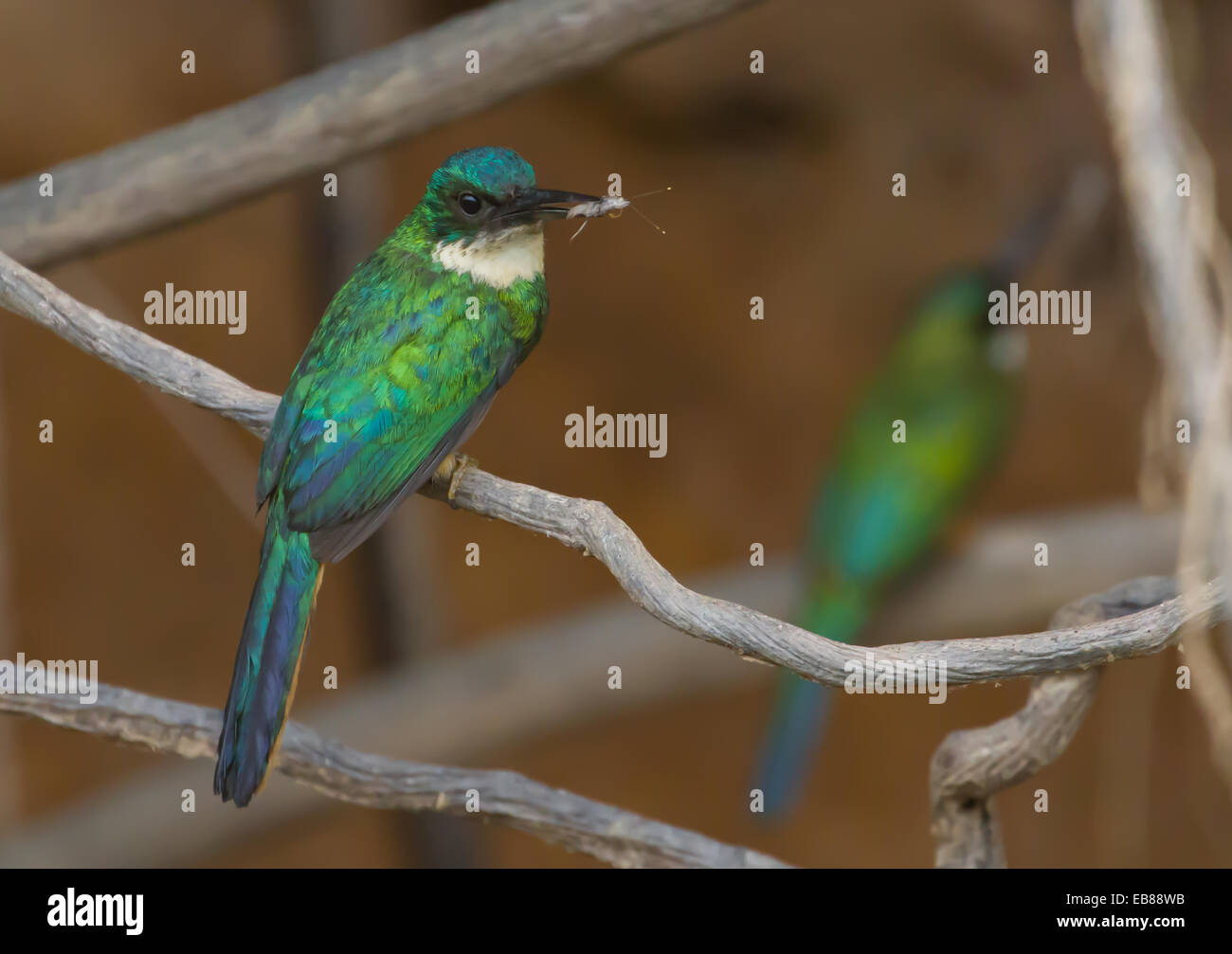 Rufous-tailed Jacamar (Galbula ruficauda Stock Photo - Alamy