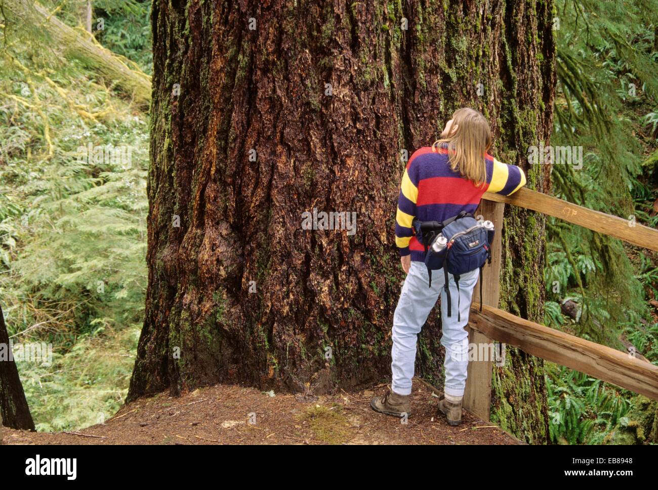 Doerner fir hi-res stock photography and images - Alamy