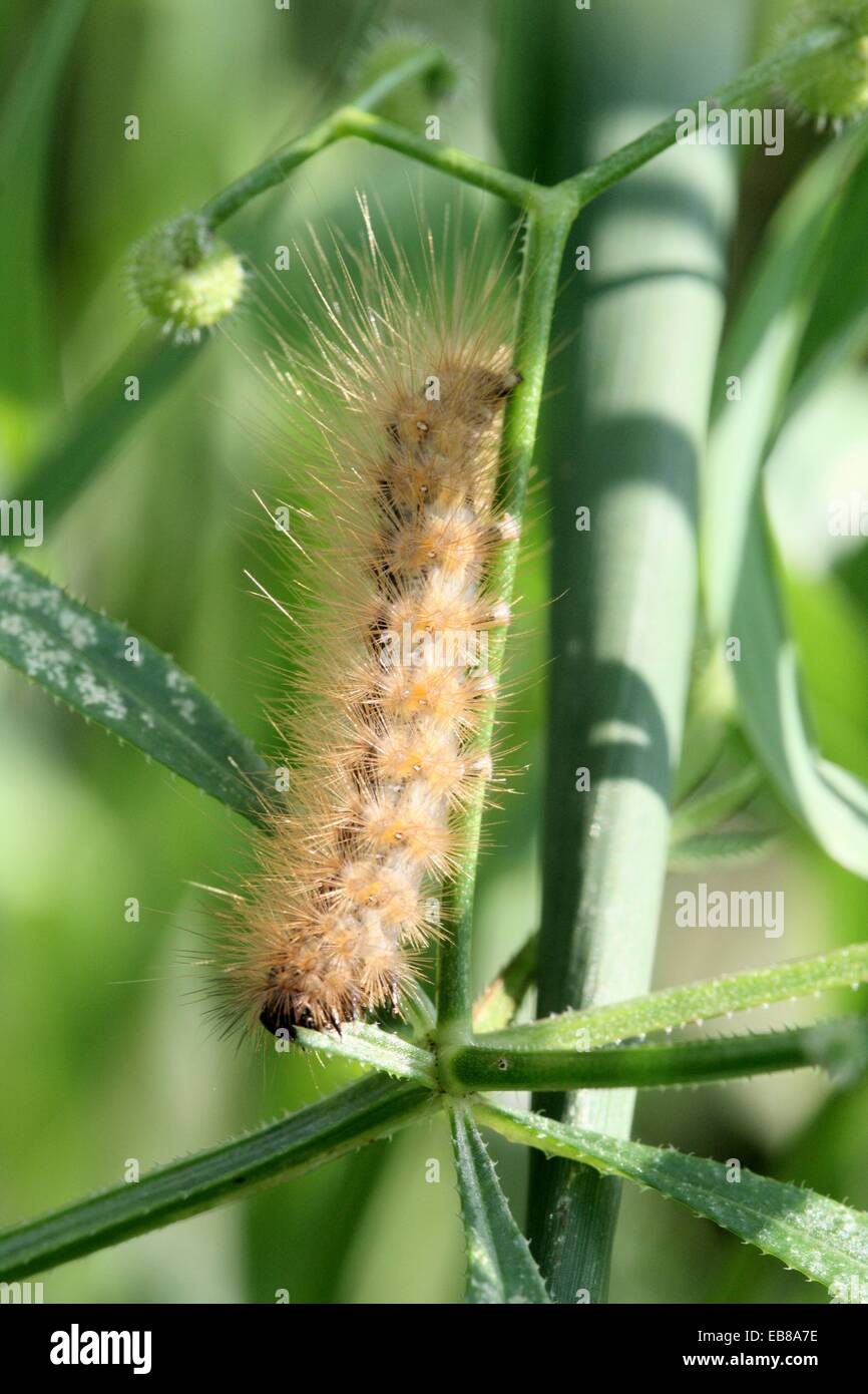 Buff ermine spilarctia lutea hi-res stock photography and images - Alamy
