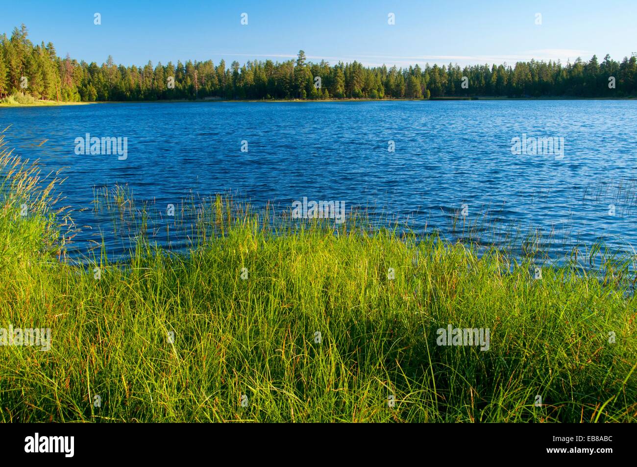 Delintment hi-res stock photography and images - Alamy