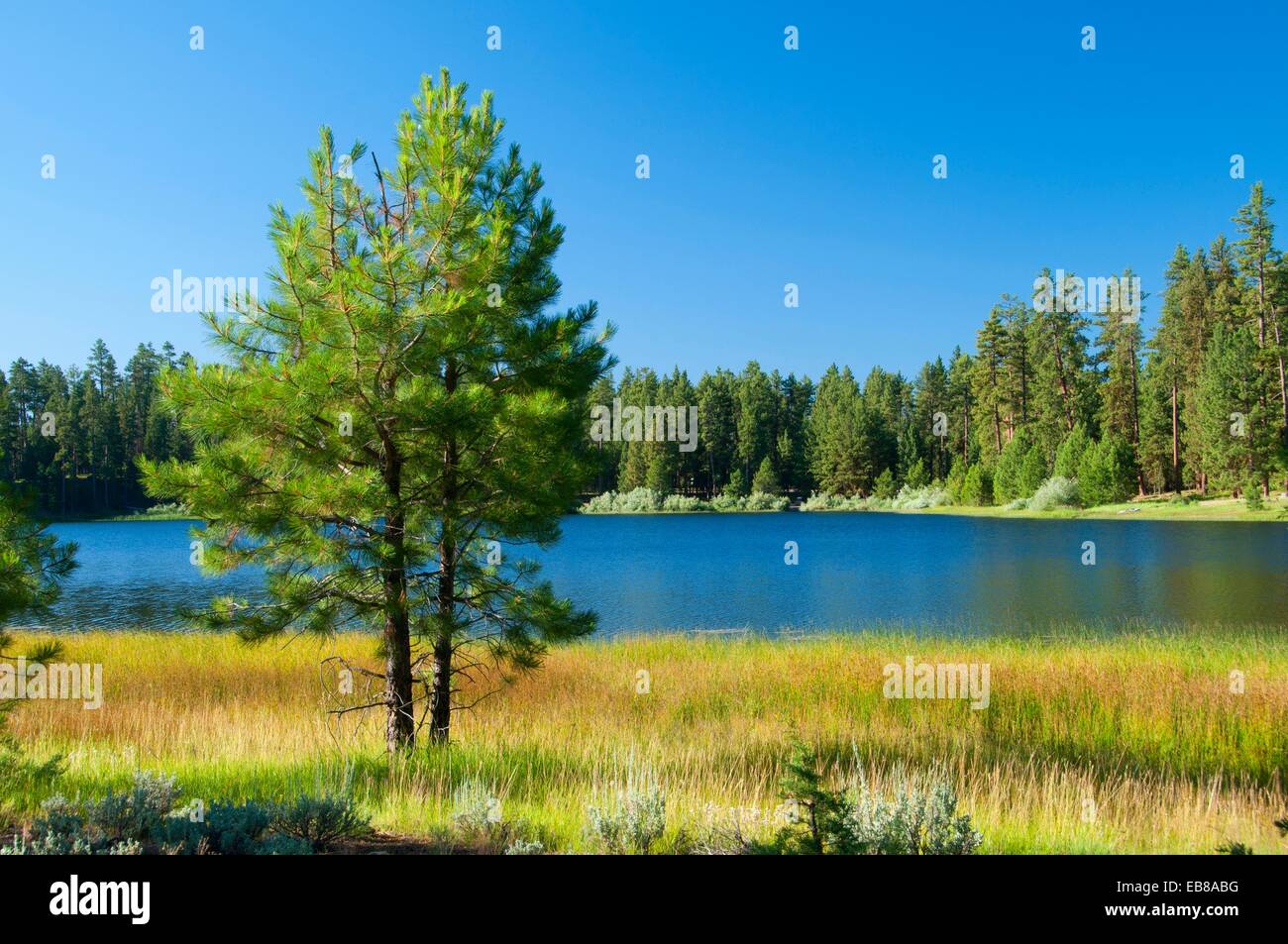 Delintment hi-res stock photography and images - Alamy