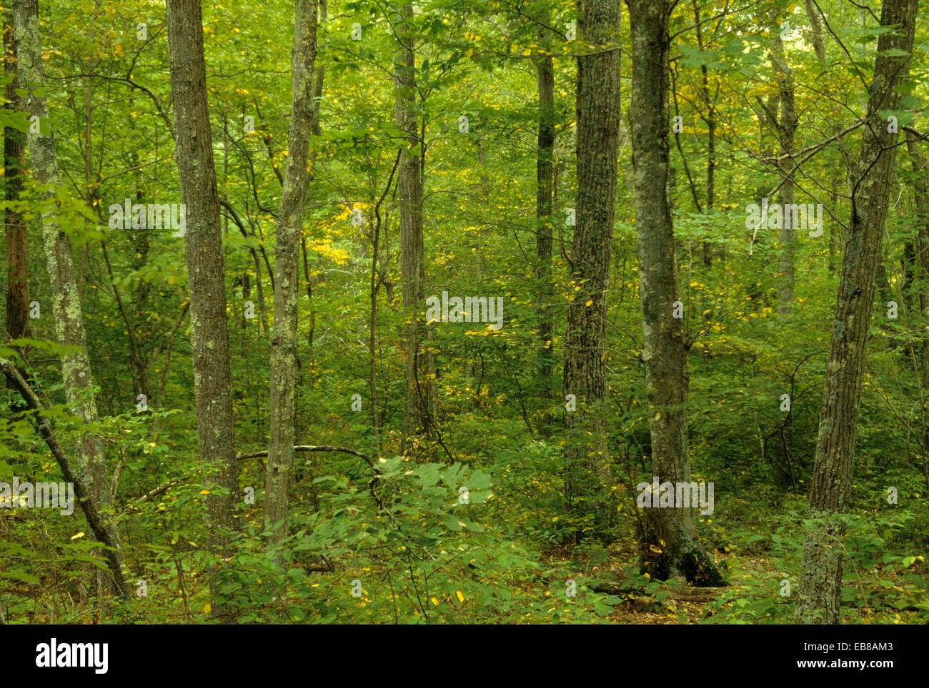 Shetucket river connecticut hi-res stock photography and images - Alamy