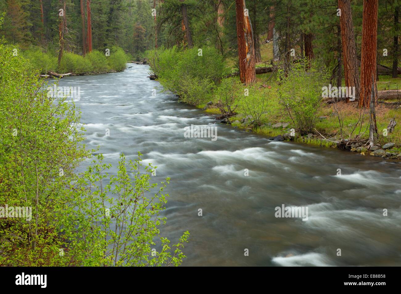 Malheur national forest hi-res stock photography and images - Alamy