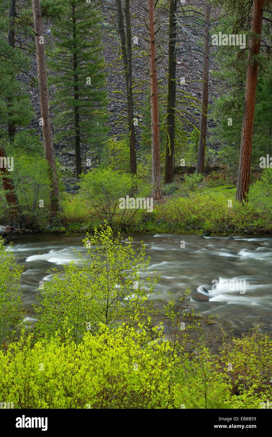 Malheur national forest hi-res stock photography and images - Alamy