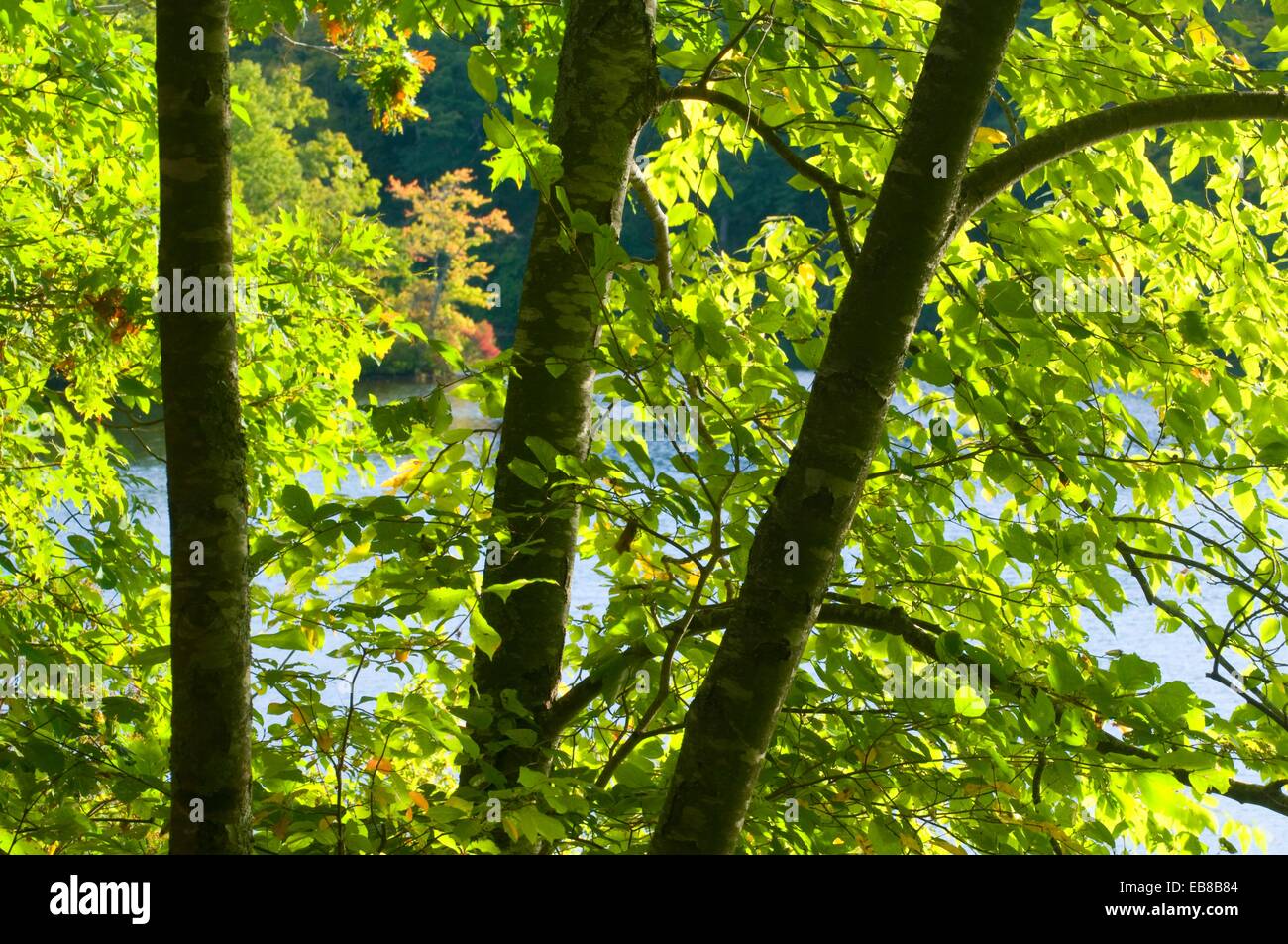 Uncas hi-res stock photography and images - Alamy