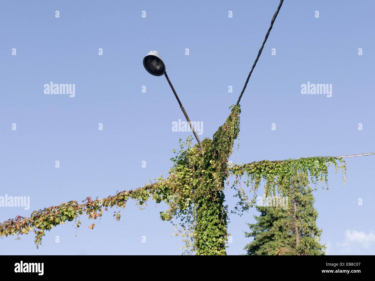 Lamp post covered with Ivy Hedera helix Stock Photo - Alamy