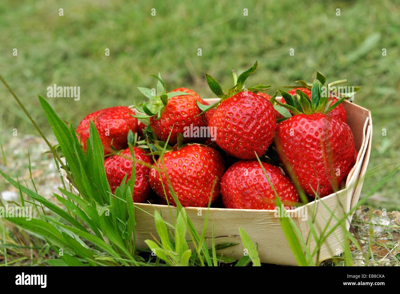 Barquette de fraises hi-res stock photography and images - Alamy