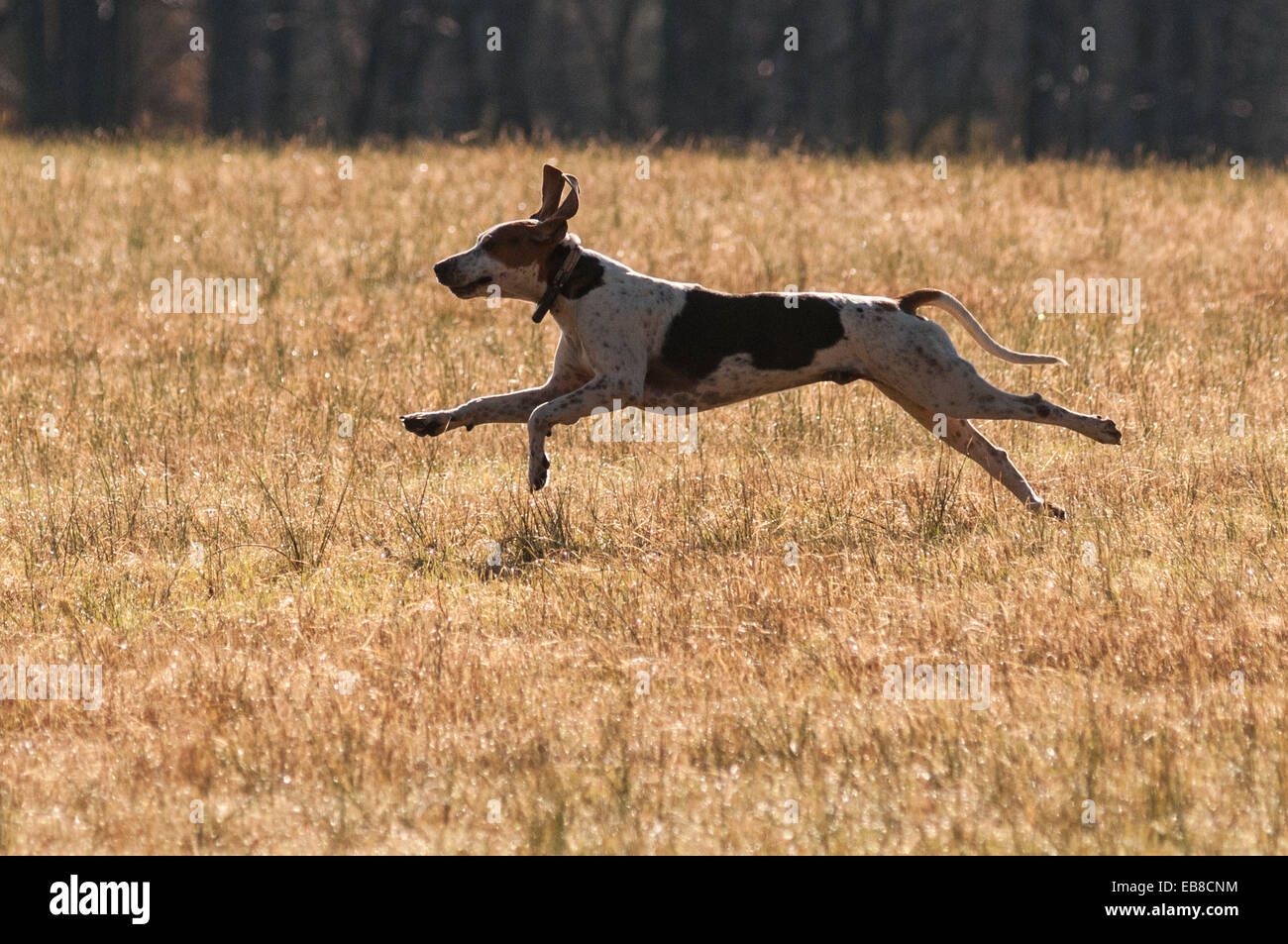 Southern Pines, North Carolina, US. 27th Nov, 2014. A hound races to ...