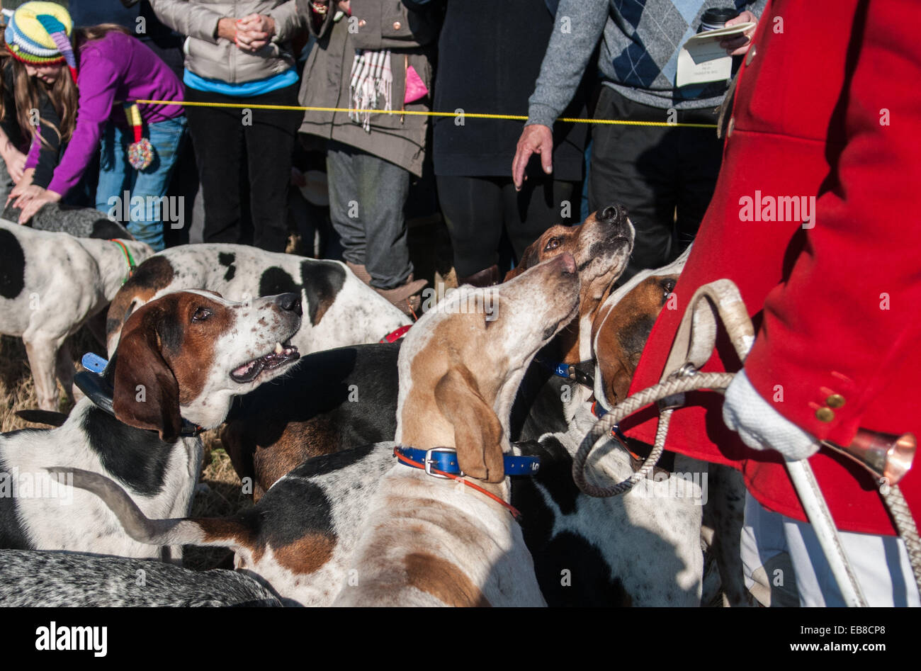 Club hunts hi-res stock photography and images - Alamy