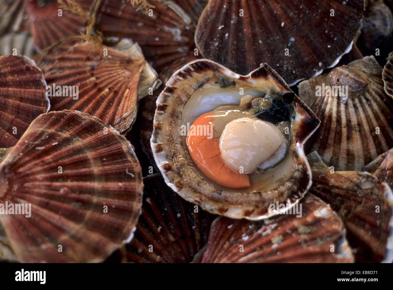 King scallop france hi-res stock photography and images - Alamy