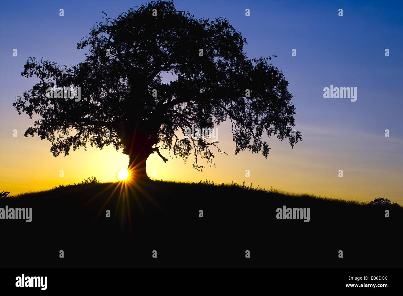 Beech tree silhouette hi-res stock photography and images - Alamy