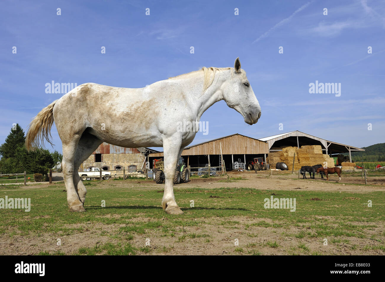 Percheron horse france hi-res stock photography and images - Alamy
