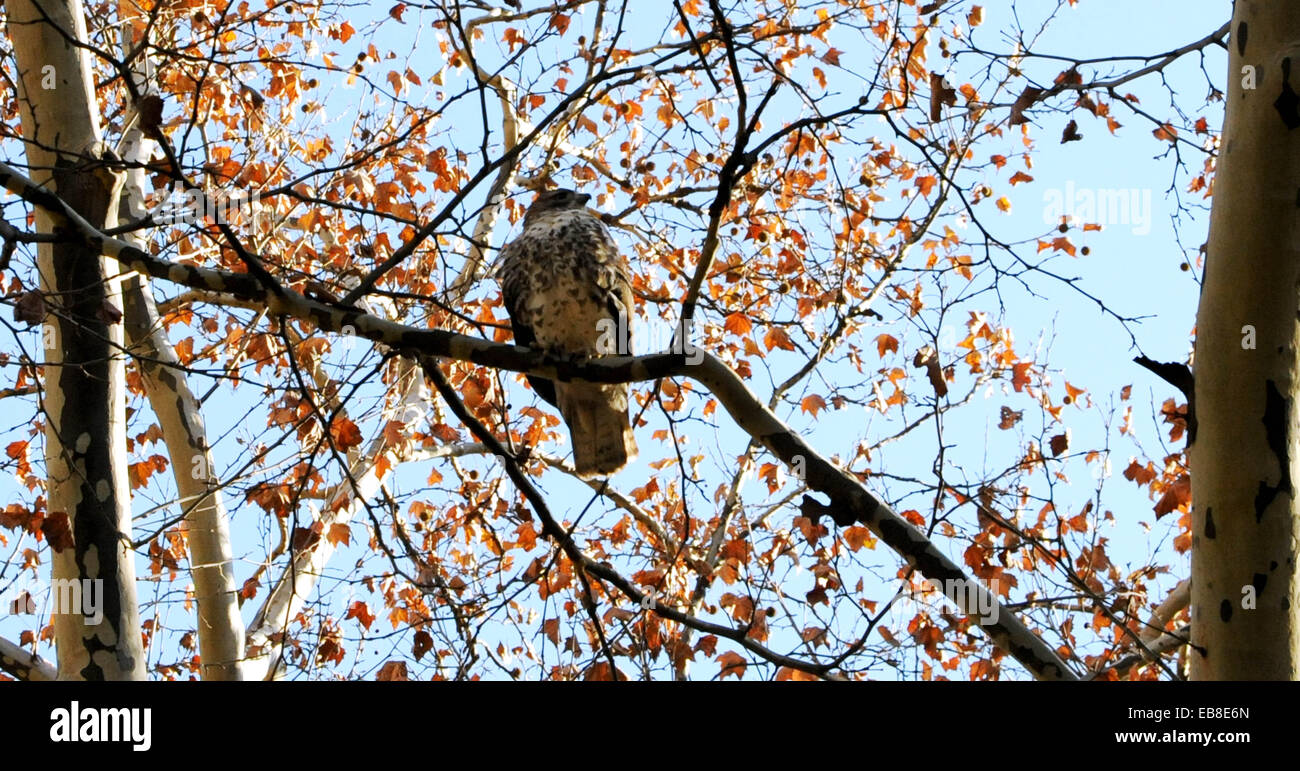 Red tailed hawk central park new york hi-res stock photography and ...