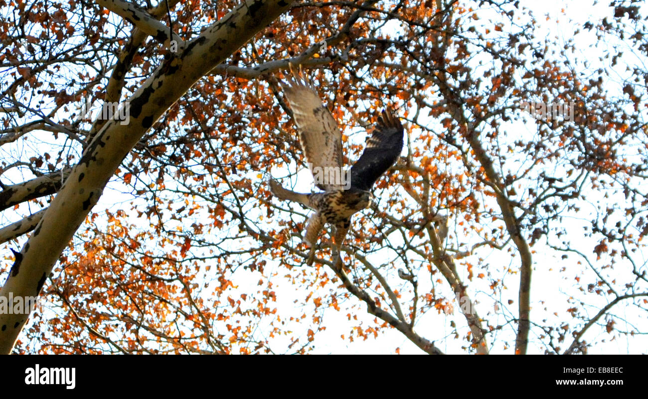 Manhattan New York USA November 2014 - Red Tailed Hawk or Kite in ...