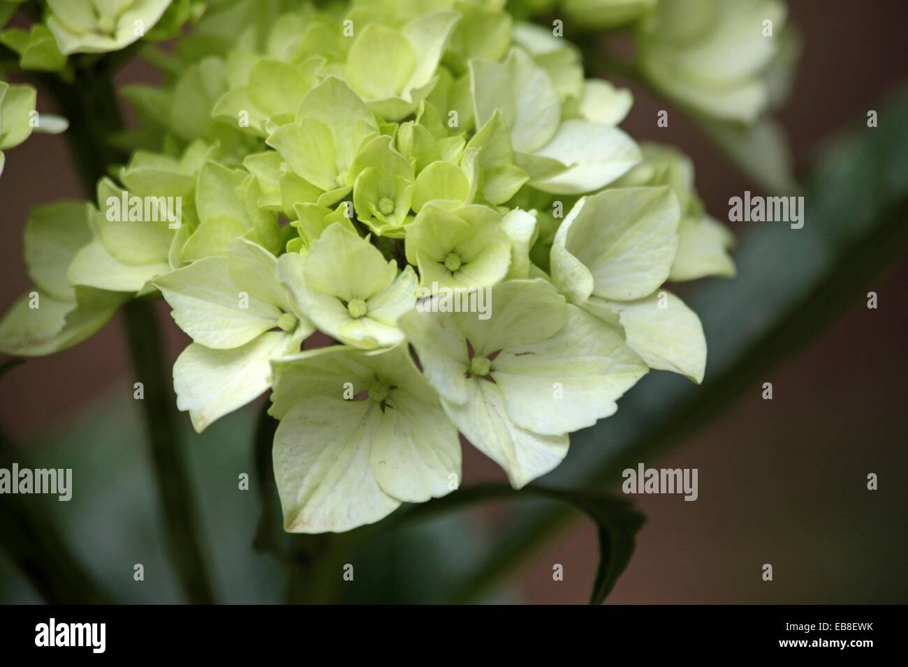 Flor del mundo hi-res stock photography and images - Alamy