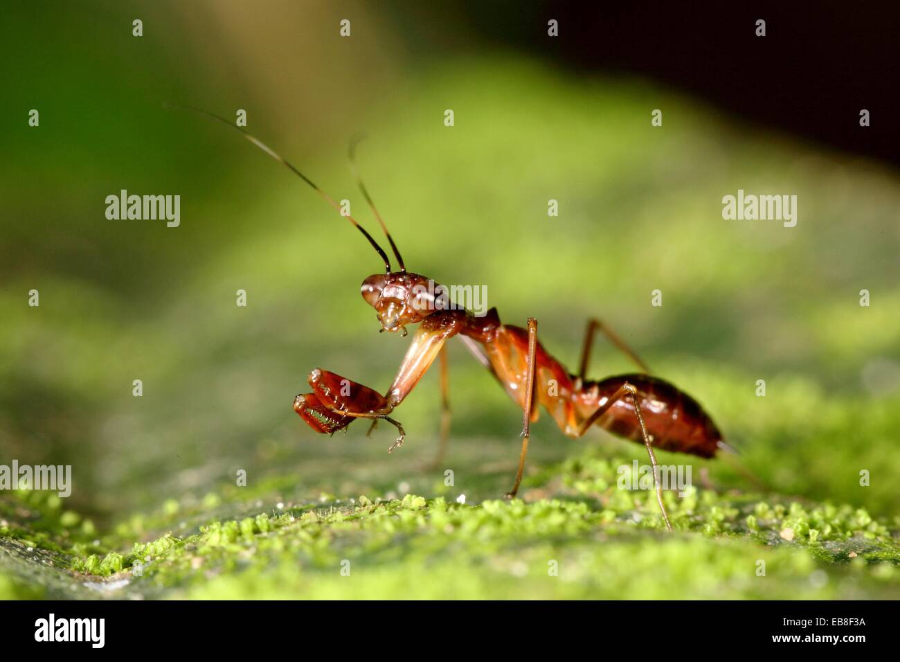 Ant mimic mantis hi-res stock photography and images - Alamy