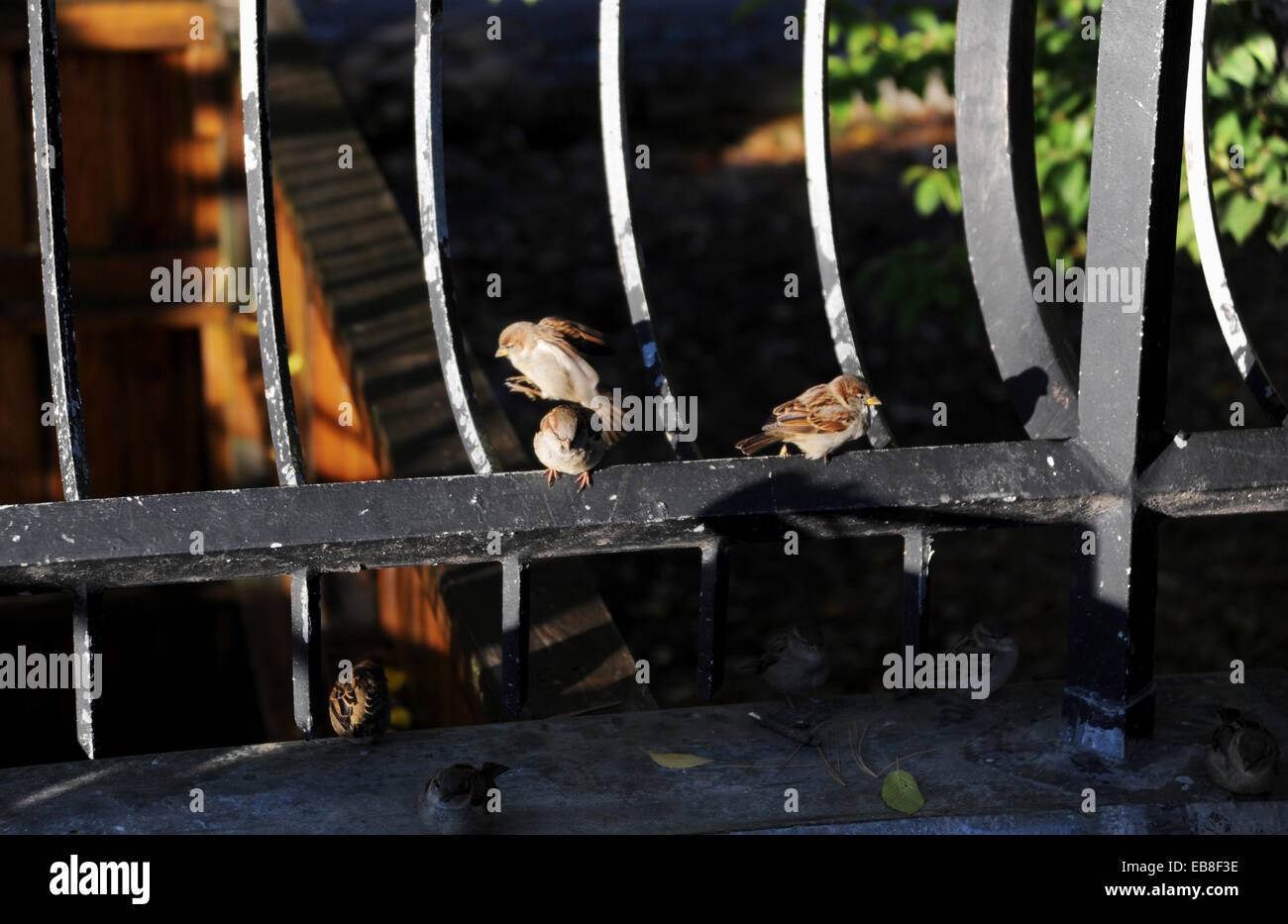 Central park new york birds hi-res stock photography and images - Alamy
