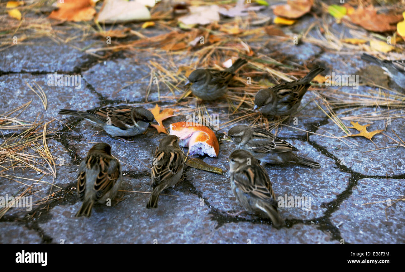 Manhattan New York USA - Sparrows fighting over bread in Central Park ...