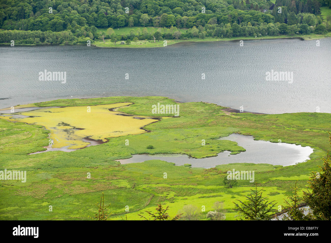 New Zealand Pygmy Weed, an invasive alien plant thriving in ...