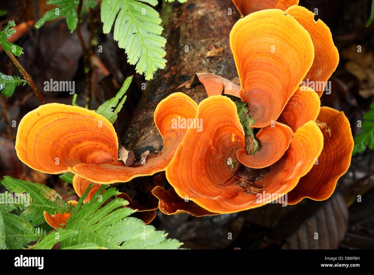 Fungus Mushroom in nature Stock Photo - Alamy