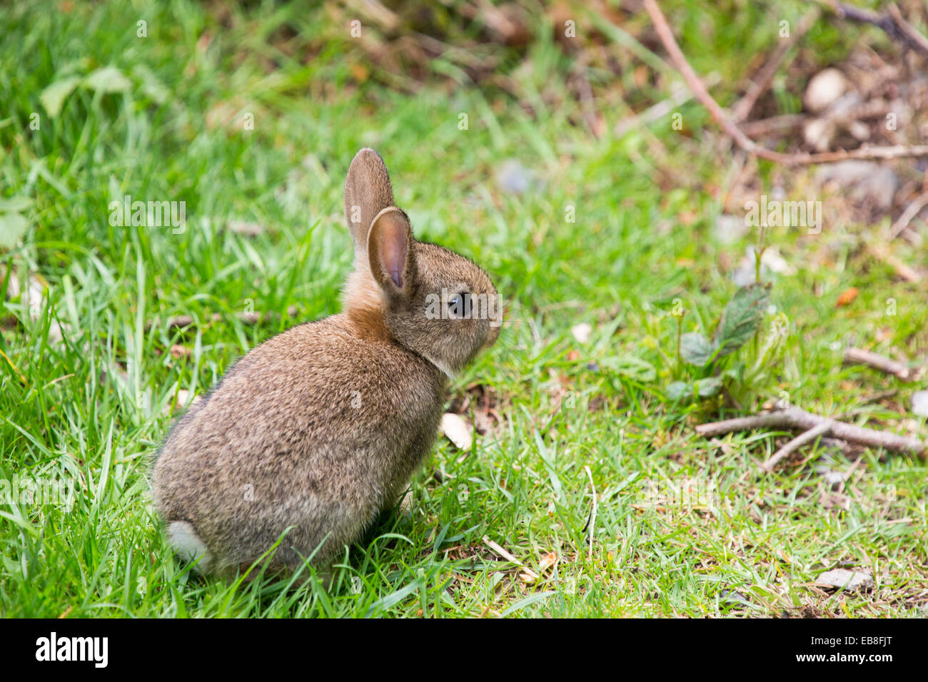 Cute young rabbit hi-res stock photography and images - Alamy