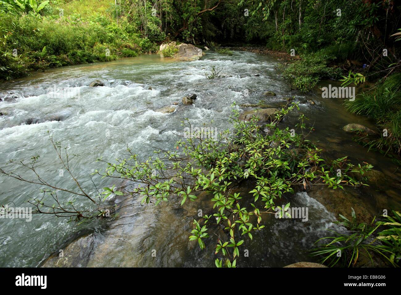 Stream, Sarawak, Borneo Stock Photo - Alamy