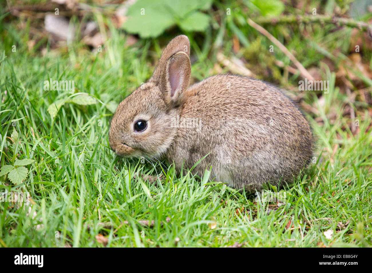 A young Rabbit Stock Photo - Alamy