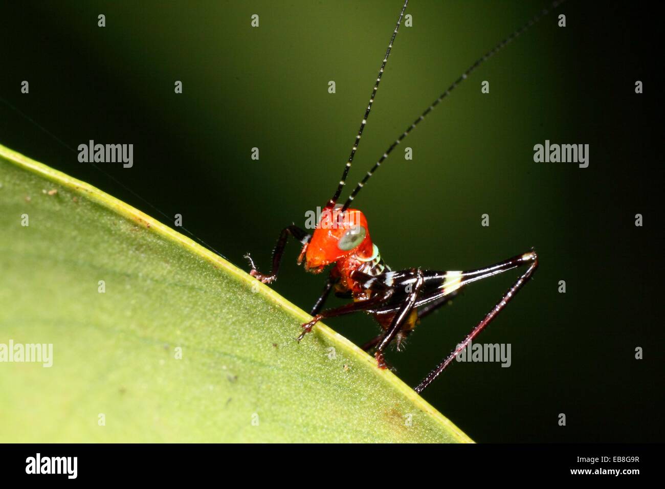 Fern and grasshopper hi-res stock photography and images - Alamy