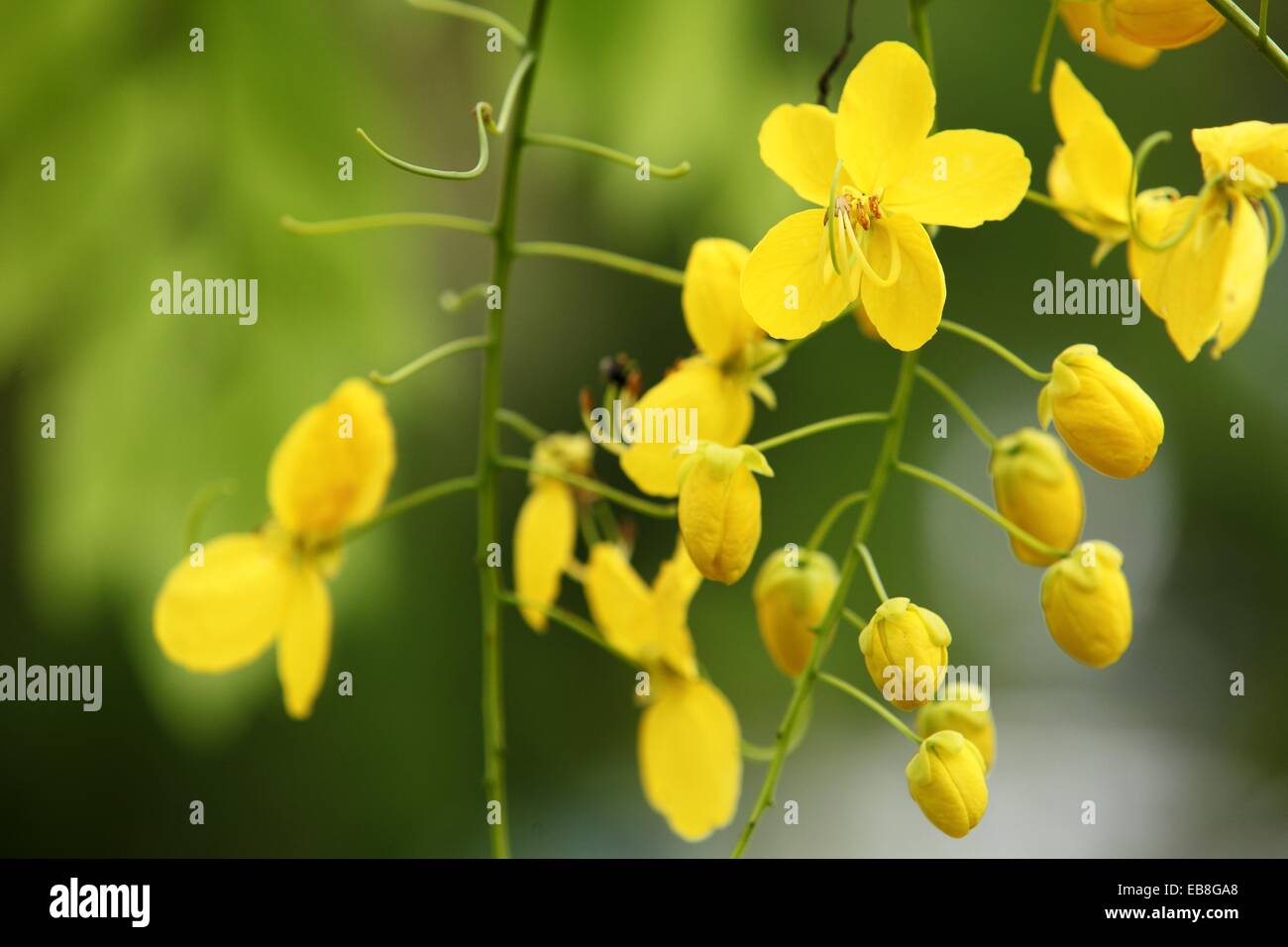Leaf of amaltas tree hi-res stock photography and images - Alamy