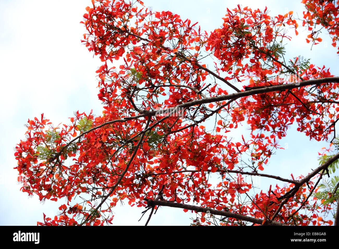 Peafowl of myanmar hi-res stock photography and images - Alamy