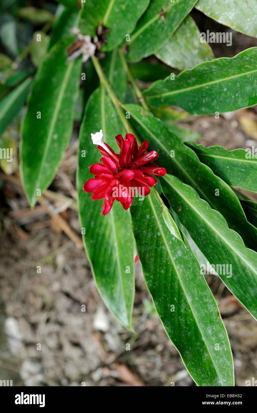 Colon Island, Bocas del Toro Archipelago, Republic of Panama, Central ...