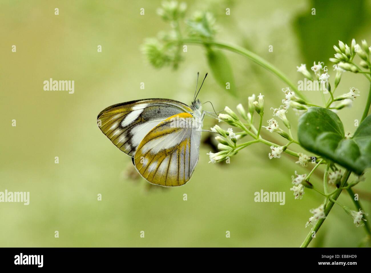 Butterfly Orange gull, Cepora iudith, Borneo Stock Photo - Alamy