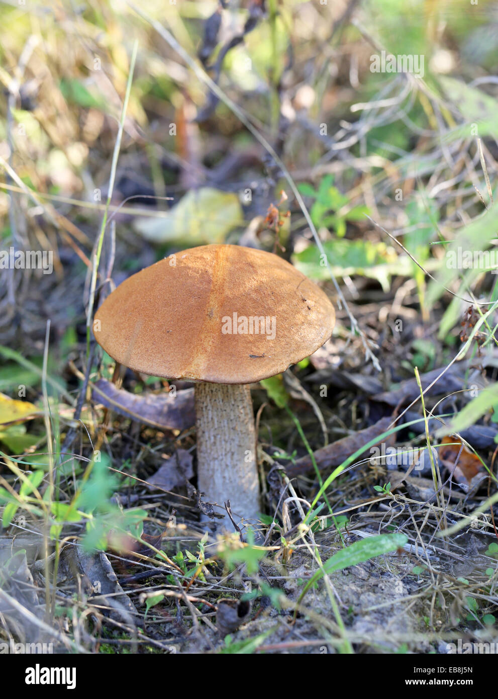 beautiful mushroom boletus in the woods photographed closeup Stock ...