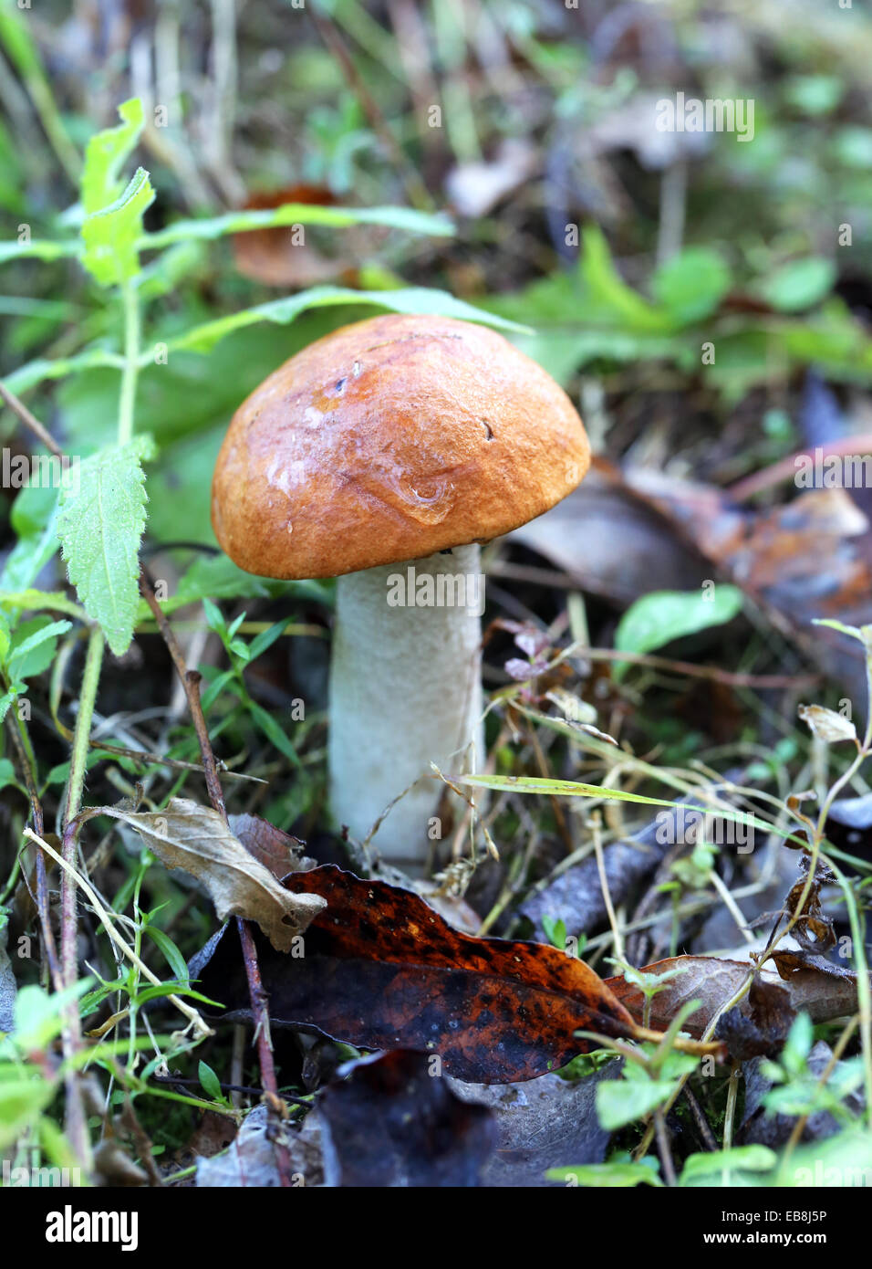 beautiful orange cap boletus mushroom photographed closeup Stock Photo ...