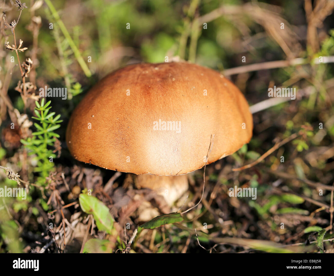beautiful mushroom boletus in the woods photographed closeup Stock ...