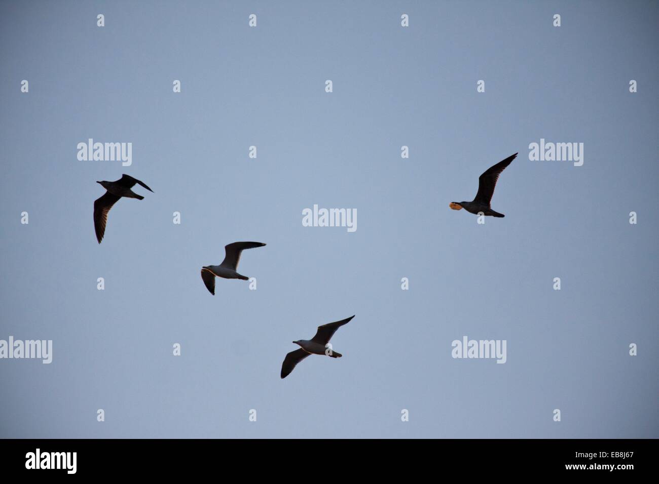 4 birds flying hi-res stock photography and images - Alamy