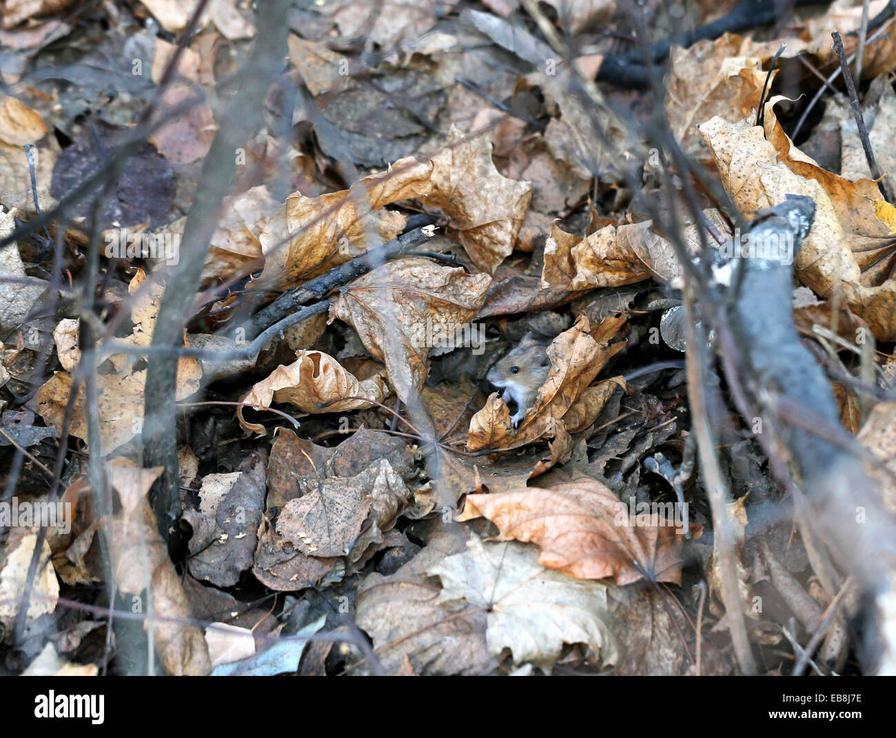 Autumn mouse hi-res stock photography and images - Alamy