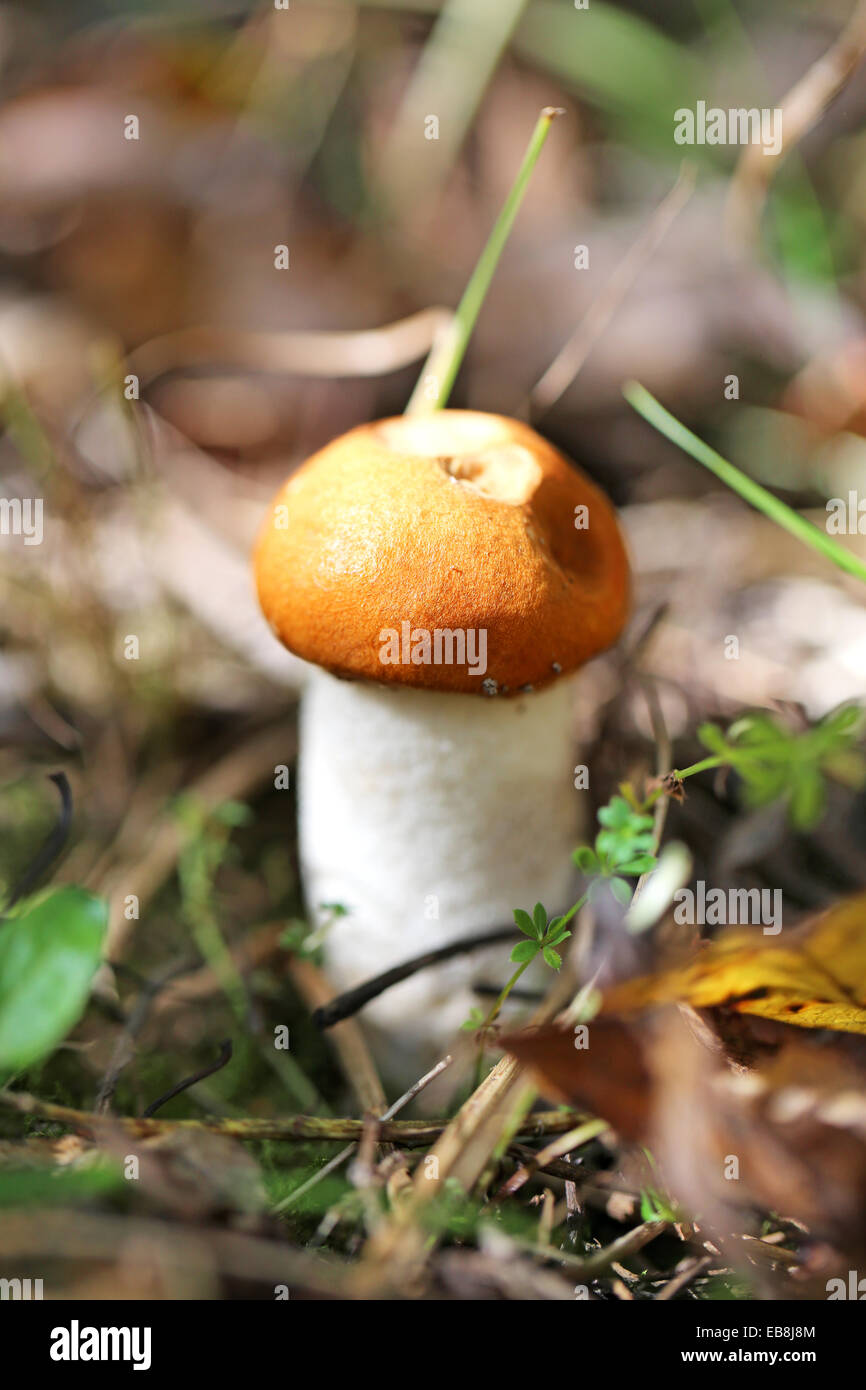 beautiful orange cap boletus mushroom photographed closeup Stock Photo ...