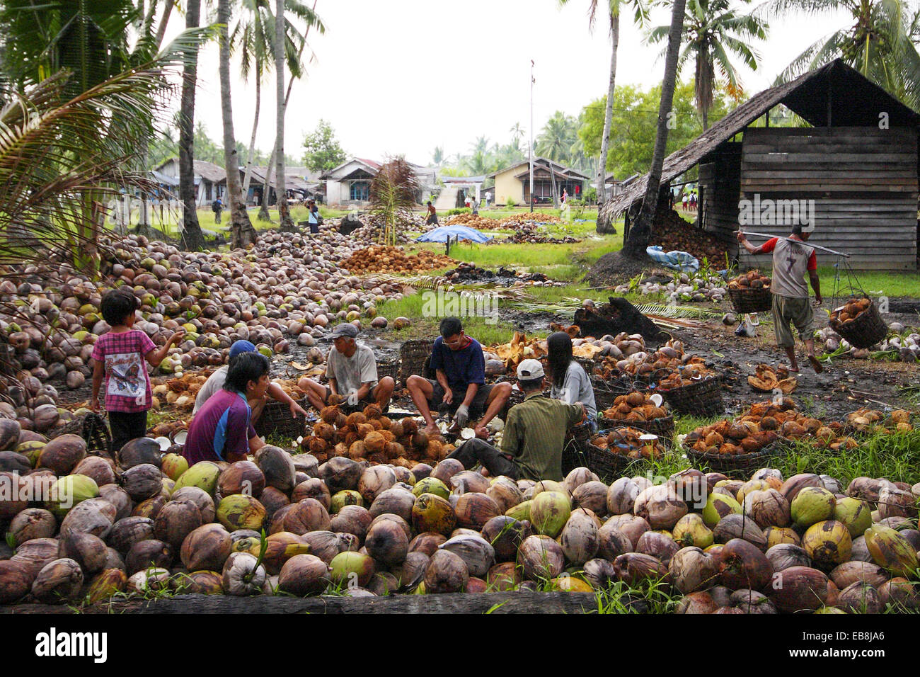 Coconut drying process hi-res stock photography and images - Alamy