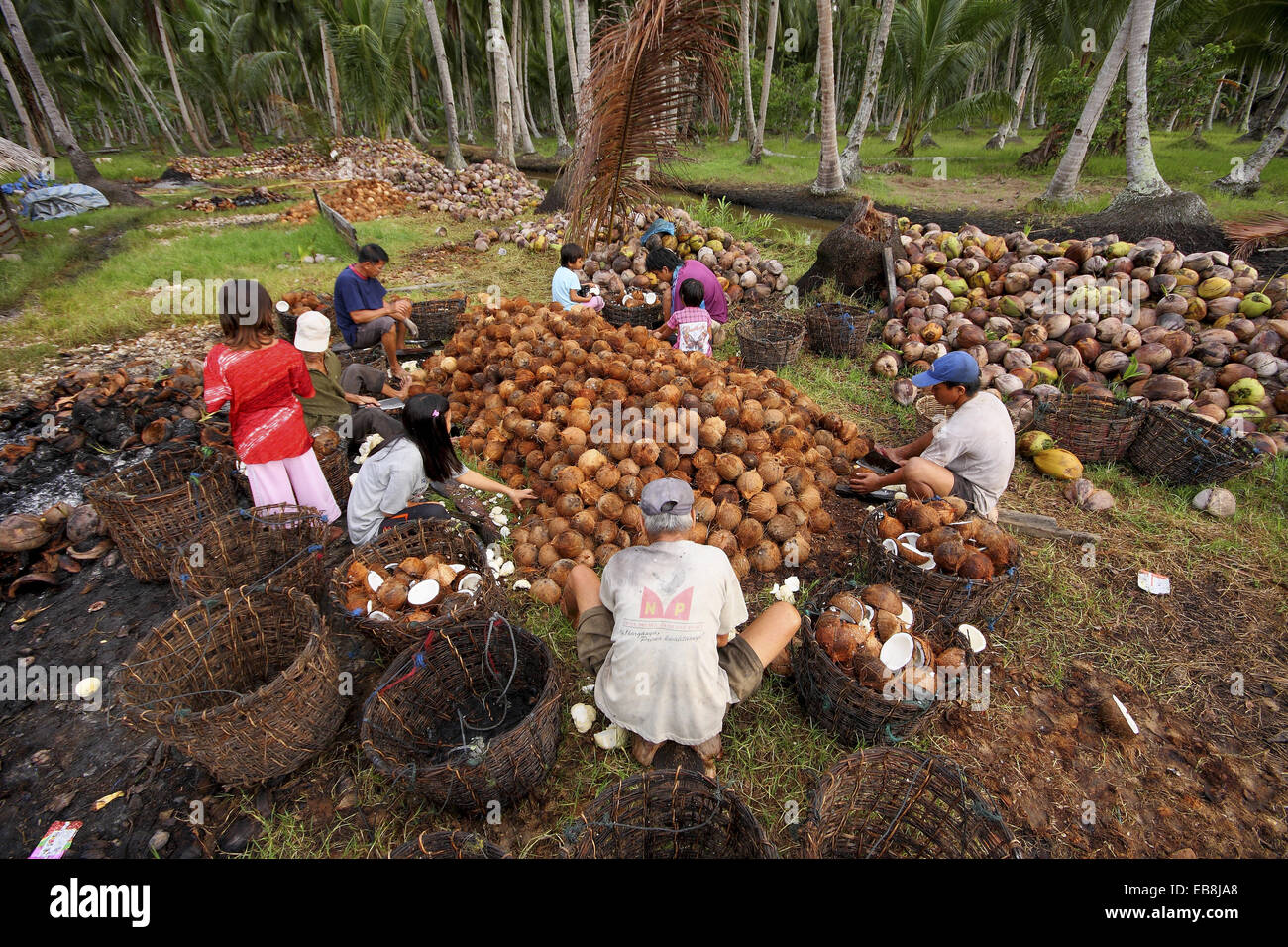 Workers processing coconut in coconut farm, Borneo Stock Photo - Alamy
