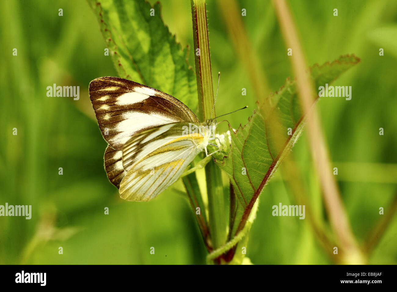 Butterfly Orange gull, Cepora iudith, Borneo Stock Photo - Alamy