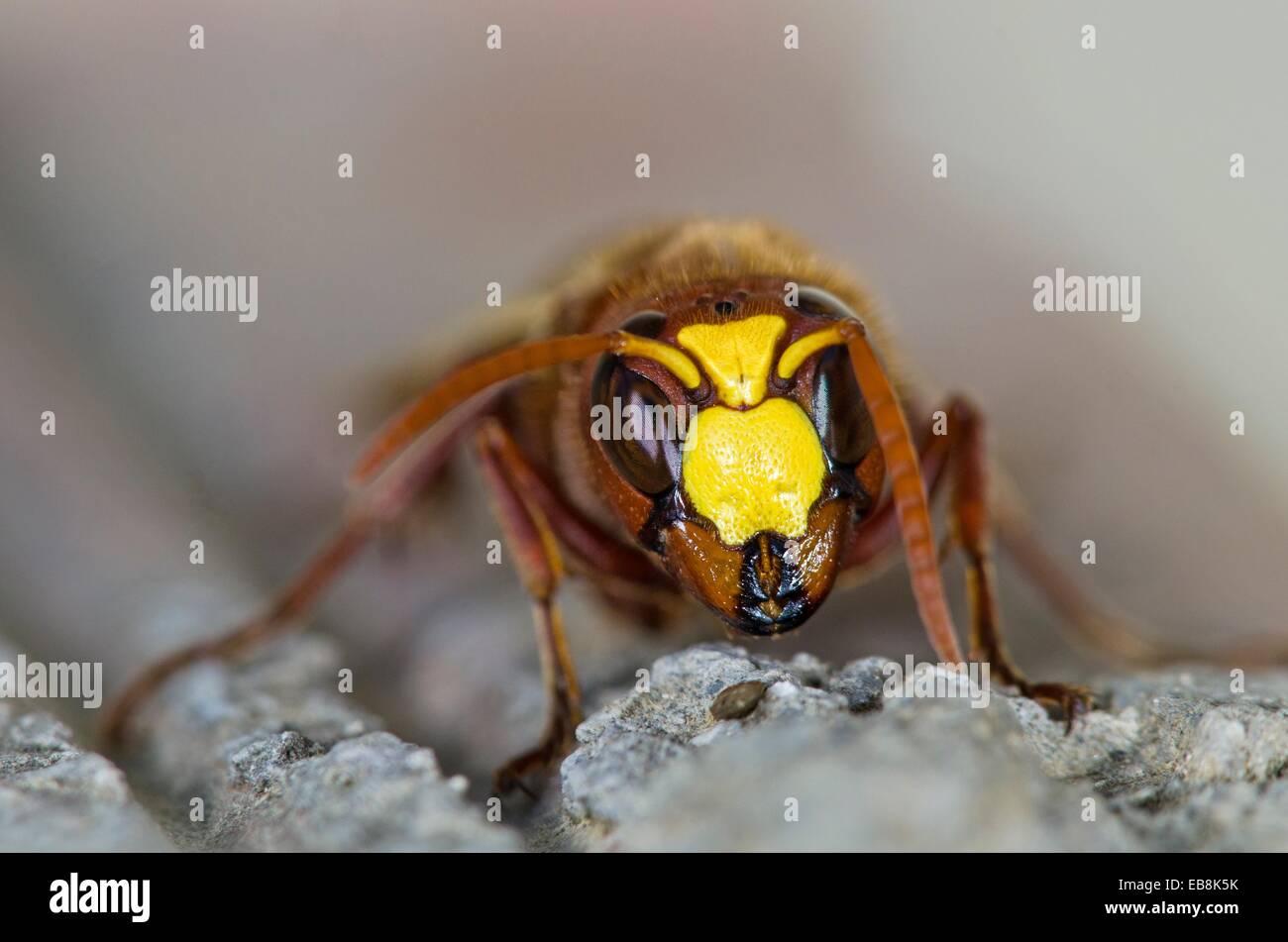Oriental hornet vespa orientalis hi-res stock photography and images ...