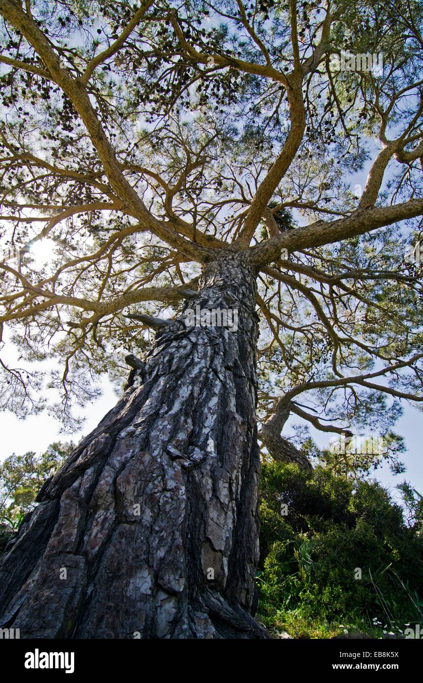Calabrian Pine High Resolution Stock Photography and Images - Alamy