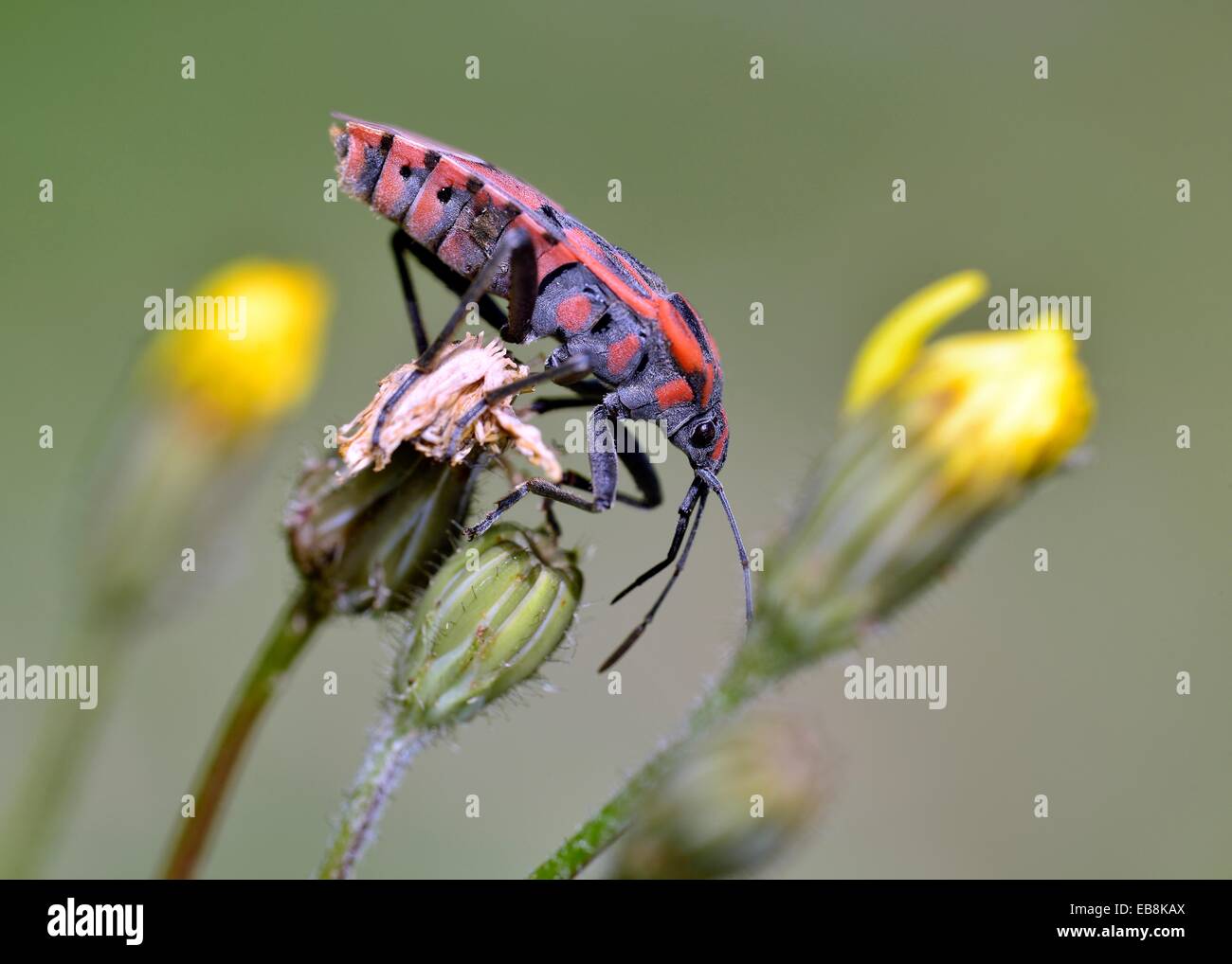 Bug spilostethus hi-res stock photography and images - Alamy