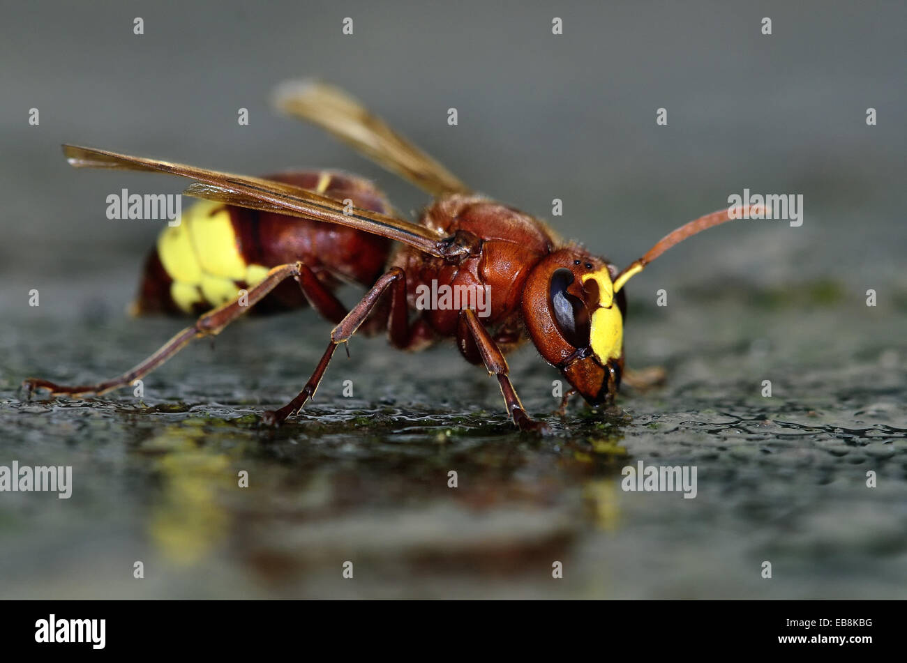 Oriental wasp hi-res stock photography and images - Alamy