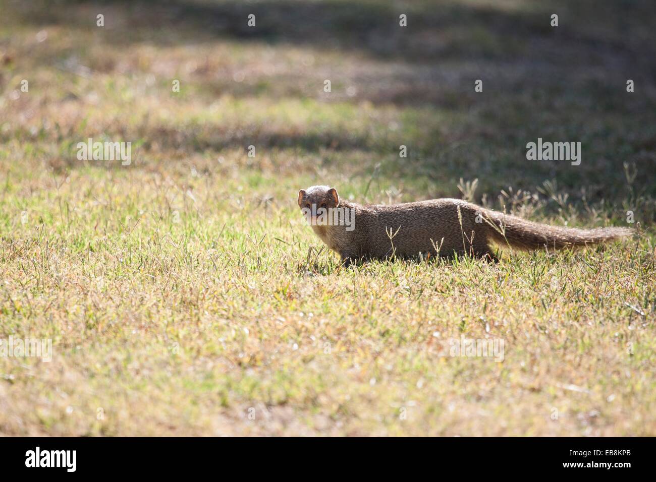 Mongoose, Hanauma Bay, Oahu, Hawaii Stock Photo - Alamy